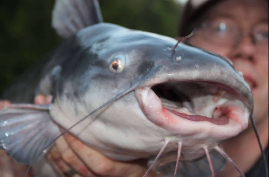 Benjamin Franklin: America’s Most Famous Catfish | Mike's Curio Shoppe